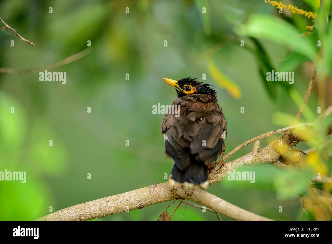 birds in a wetland habitat Stock Photo - Alamy