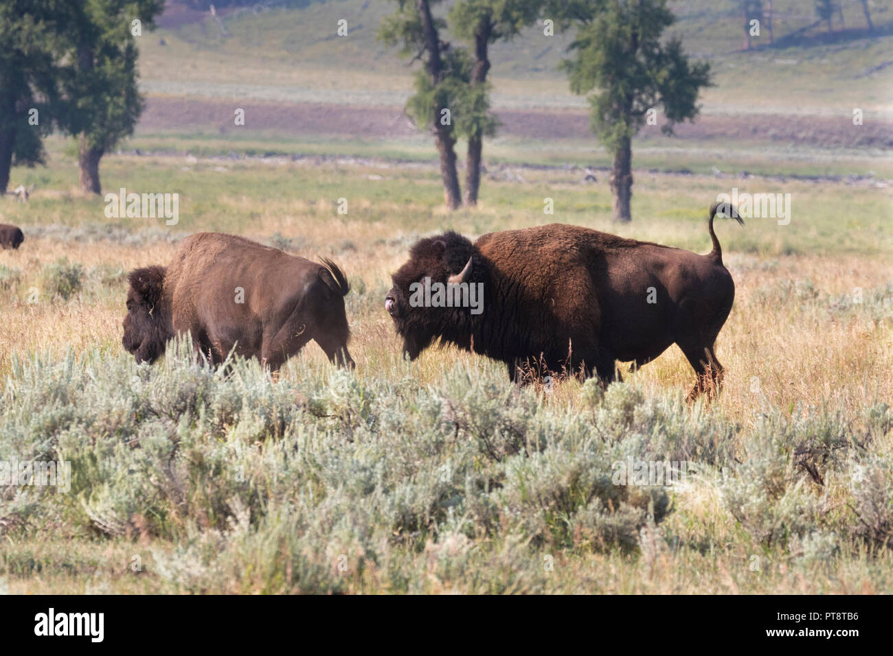 Buffalo breeding hi-res stock photography and images - Alamy