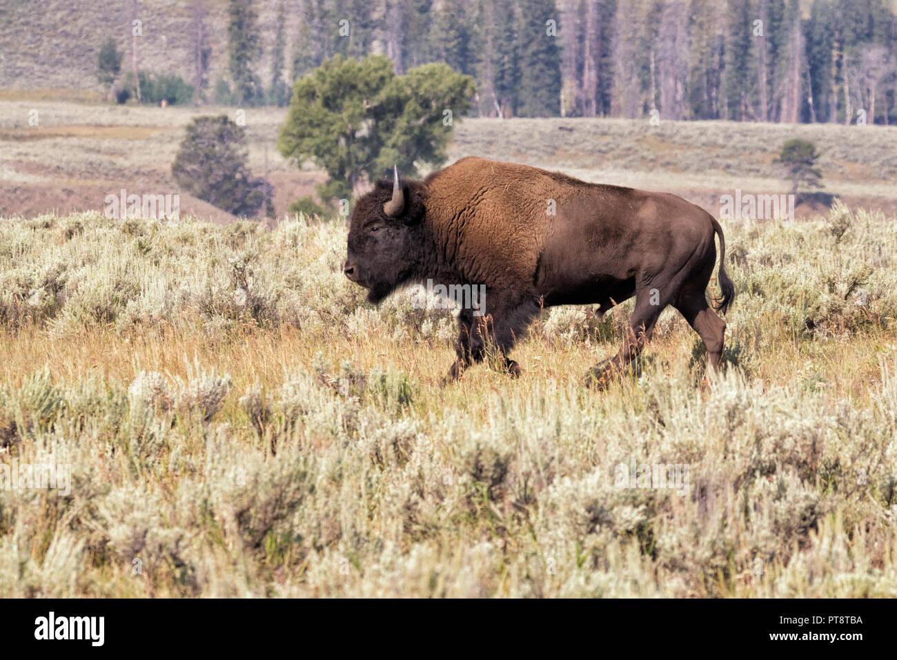Young bison running in grasslands Stock Photo - Alamy