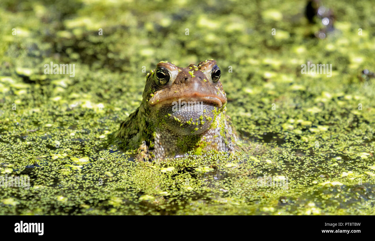 Mc farland park hi-res stock photography and images - Alamy