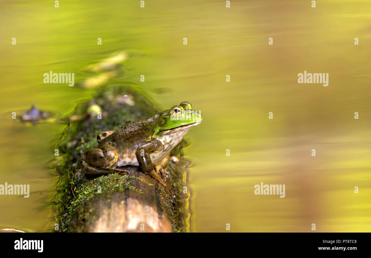 American bullfrog sitting on the tree log, Iowa, USA Stock Photo - Alamy