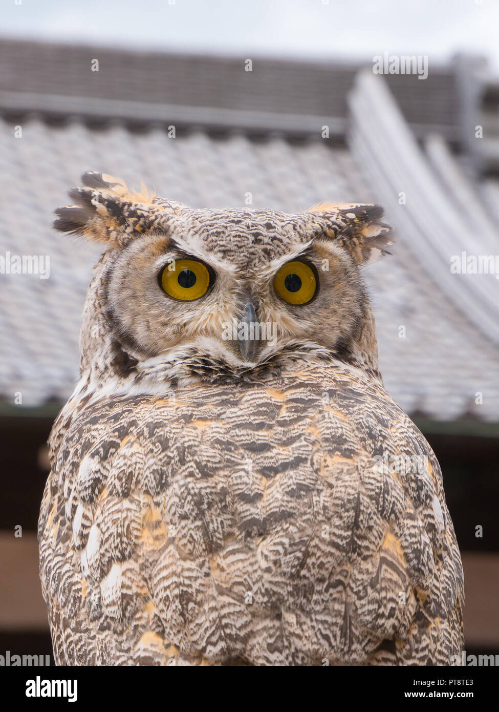Beautiful Owl in Japan Stock Photo - Alamy