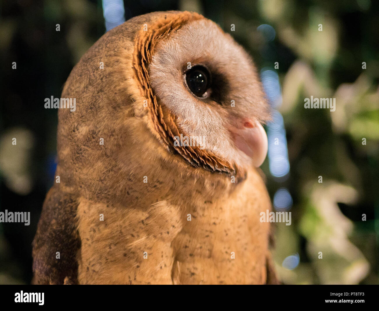 Beautiful Owl in Japan Stock Photo - Alamy