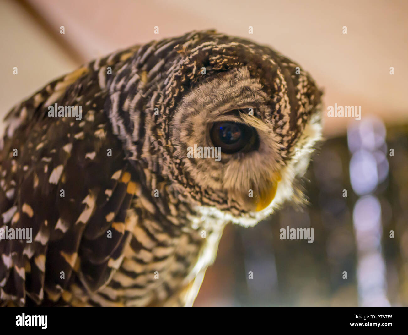 Hobgoblin tokyo hi-res stock photography and images - Alamy