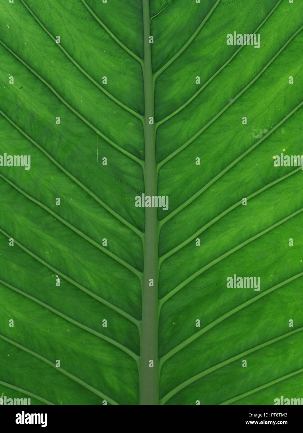 Banana leaf veins hi-res stock photography and images - Alamy