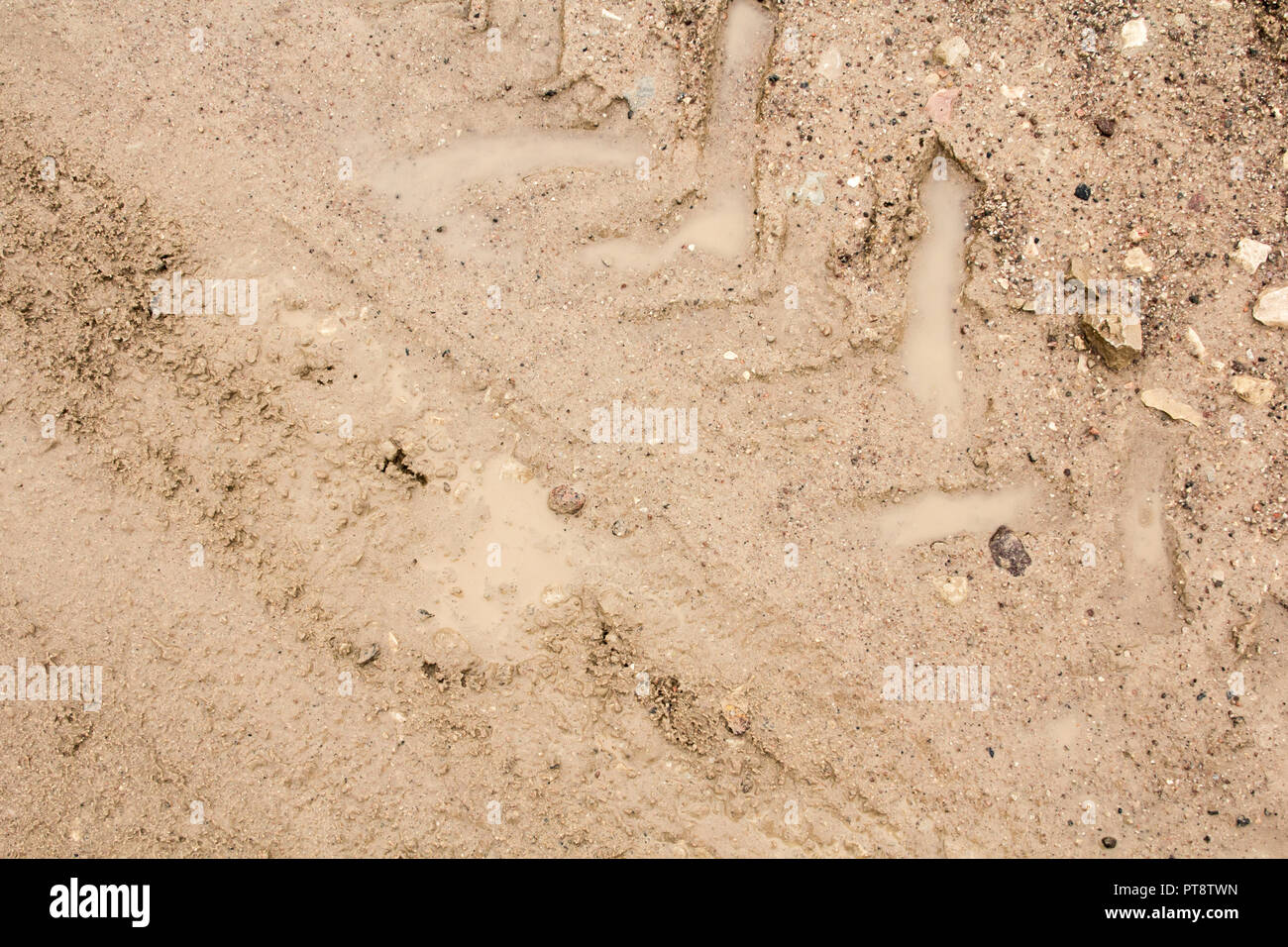 Tire tracks on a wet muddy road, abstract background Stock Photo - Alamy