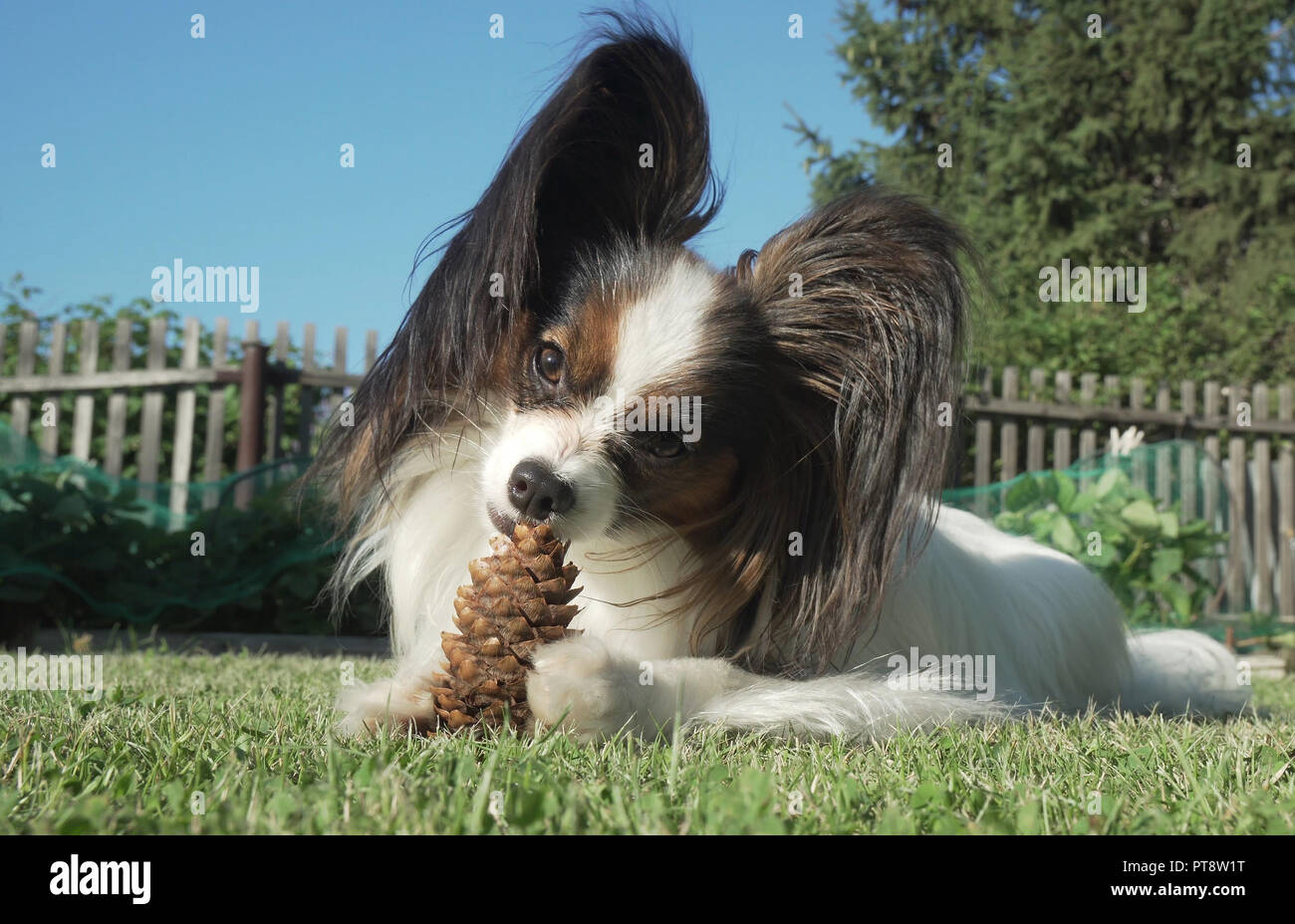 Beautiful dog breed Papillon gnaws spruce cone on lawn Stock Photo - Alamy