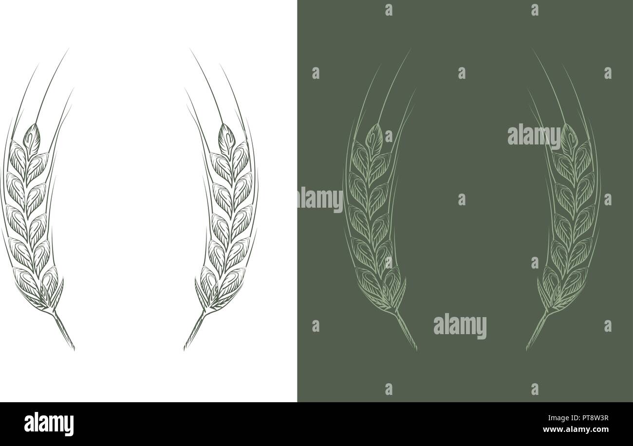 Wheat bread ears cereal crop sketch line art style. Vector illustration ...