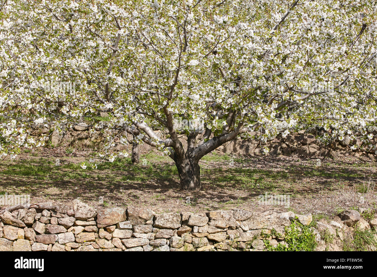 Cherry blossom hills in Jerte Valley, Caceres. Spring in Spain Stock ...