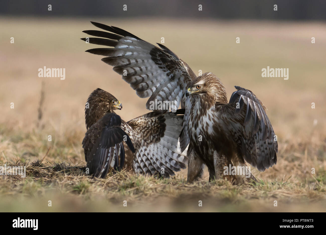Buzzards fighting hi-res stock photography and images - Alamy