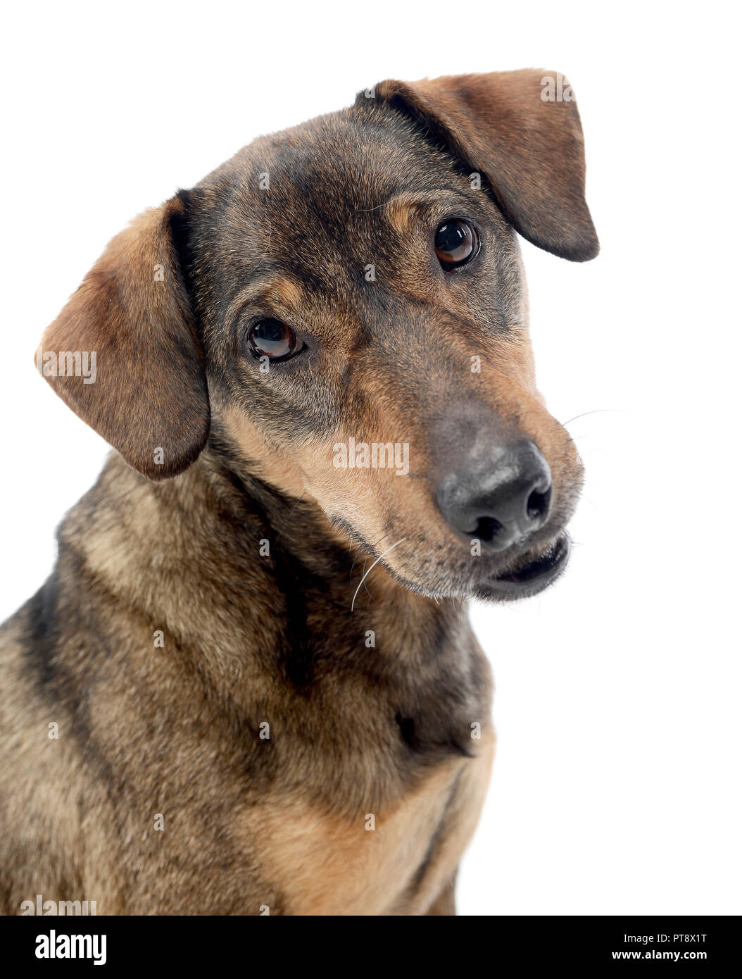 Portrait of an adorable mixed breed dog, studio shot, isolated on white ...