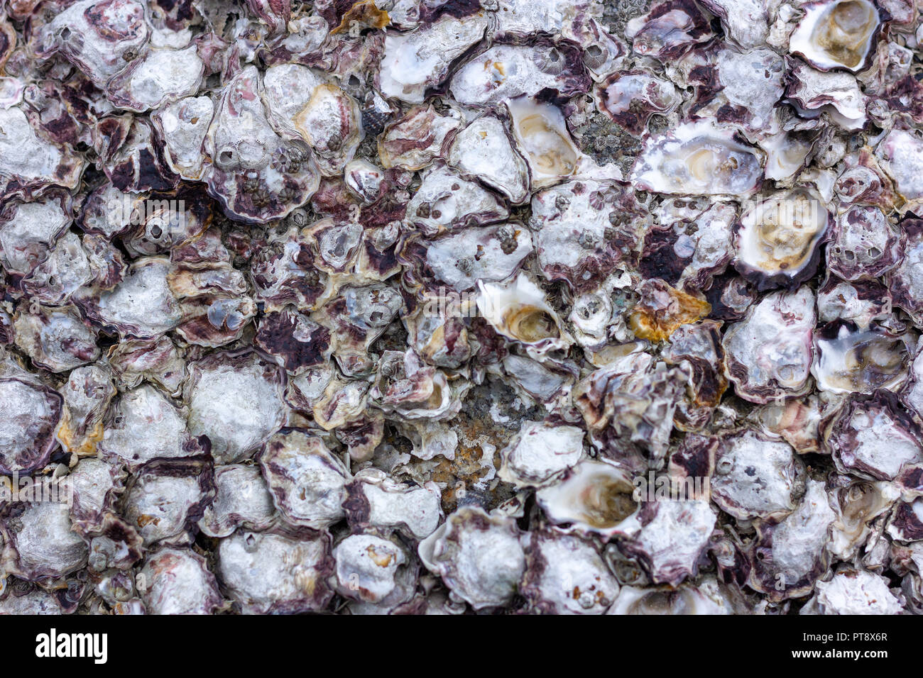 Seamless fossil seashell background Stock Photo - Alamy