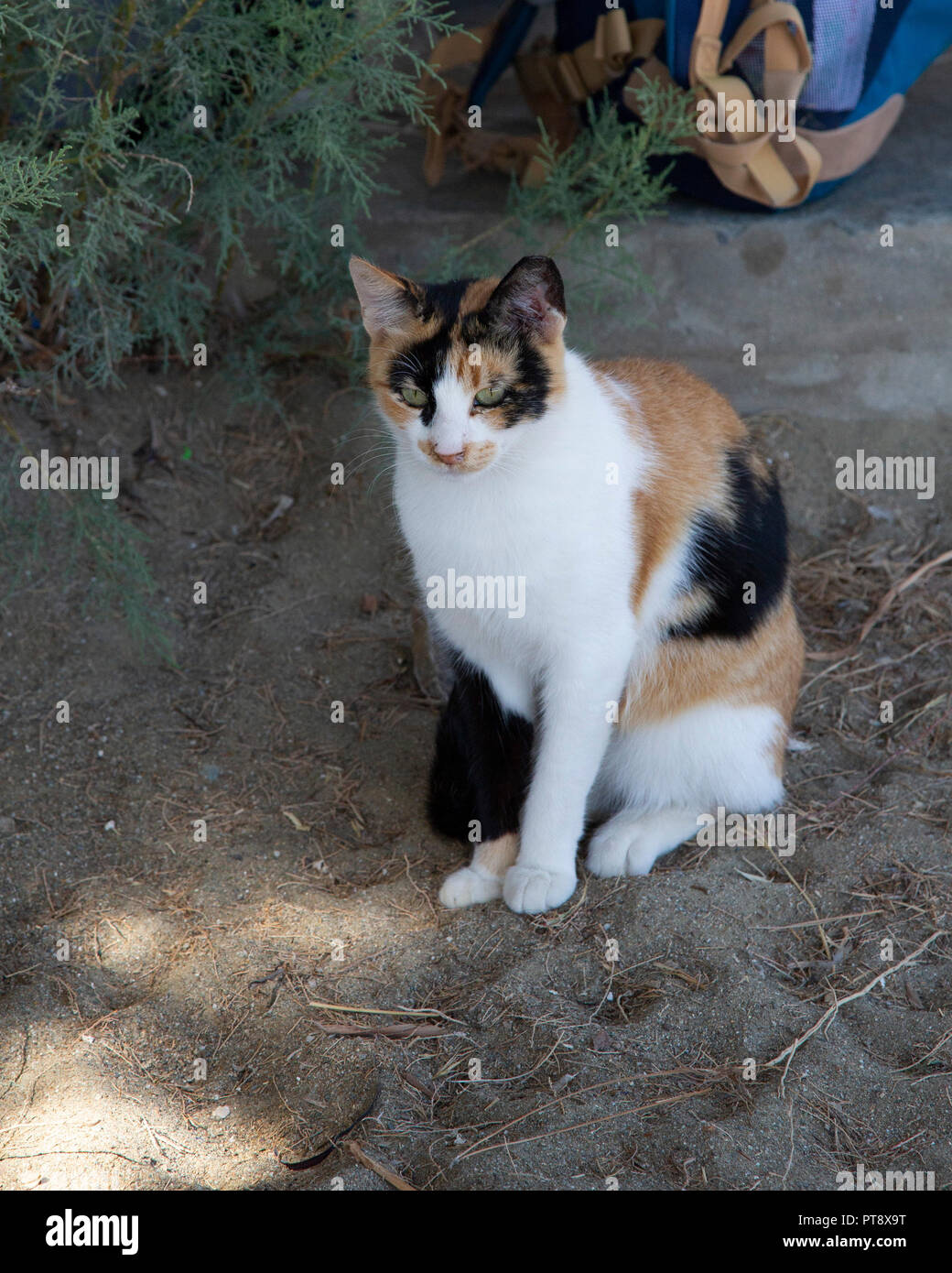 Aegean cats on the Greek island of Sifnos in the Cyclades Stock Photo ...