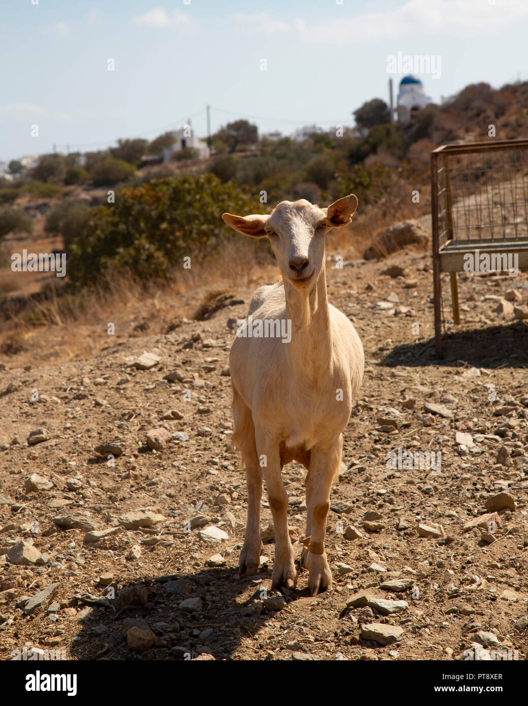 A goat stands in its field on the Greek island of Sifnos in the ...