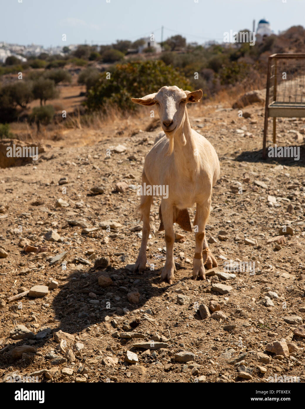 Goat island greece hi-res stock photography and images - Alamy