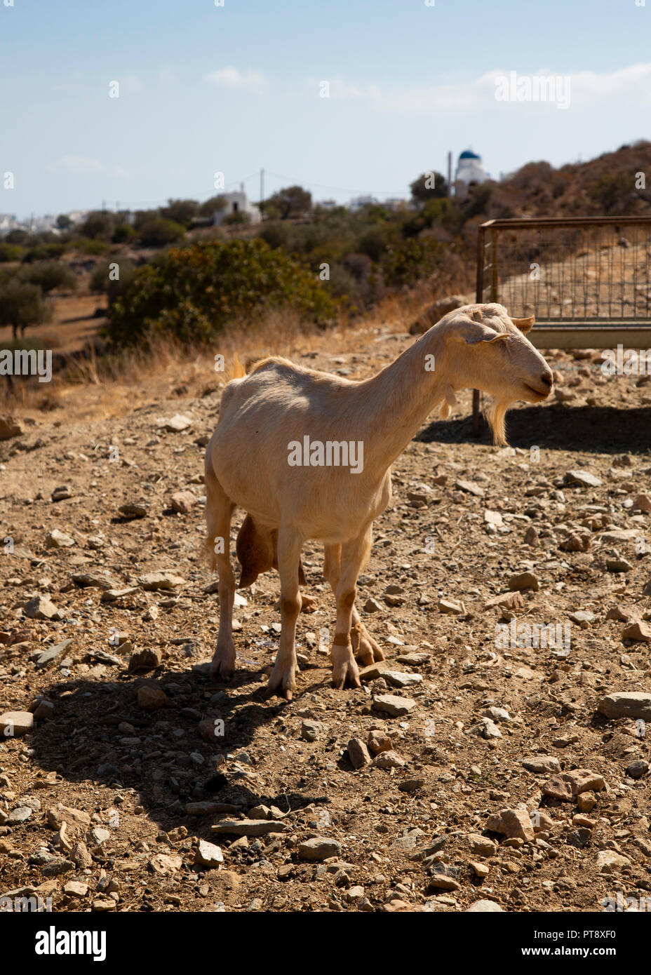 A goat stands in its field on the Greek island of Sifnos in the ...