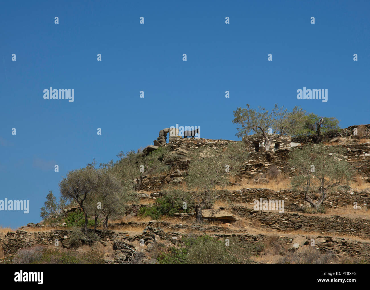 A horse stands by the Mycenean archway of one of the towers on the ...