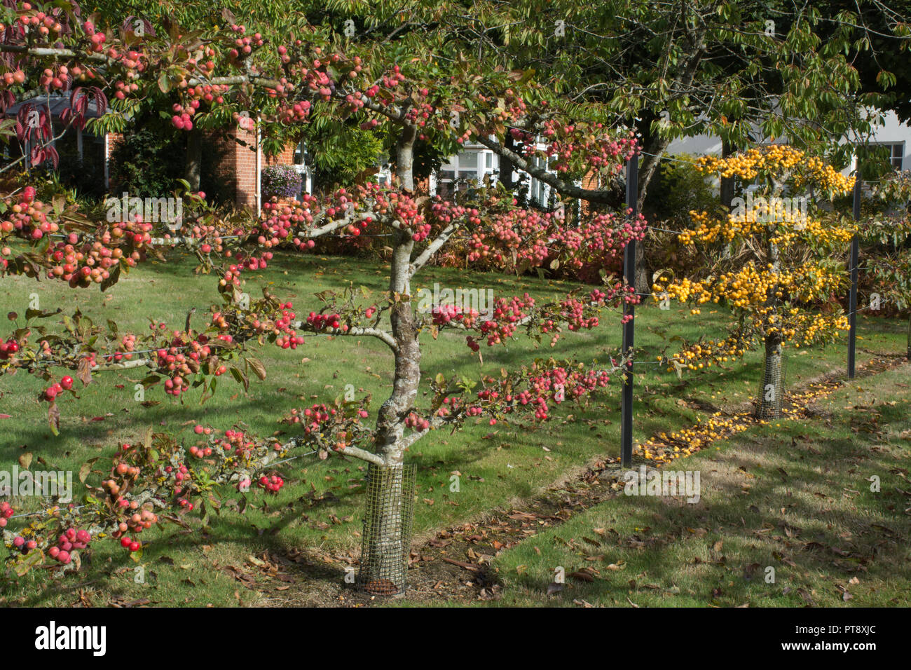 Espalier hi-res stock photography and images - Alamy