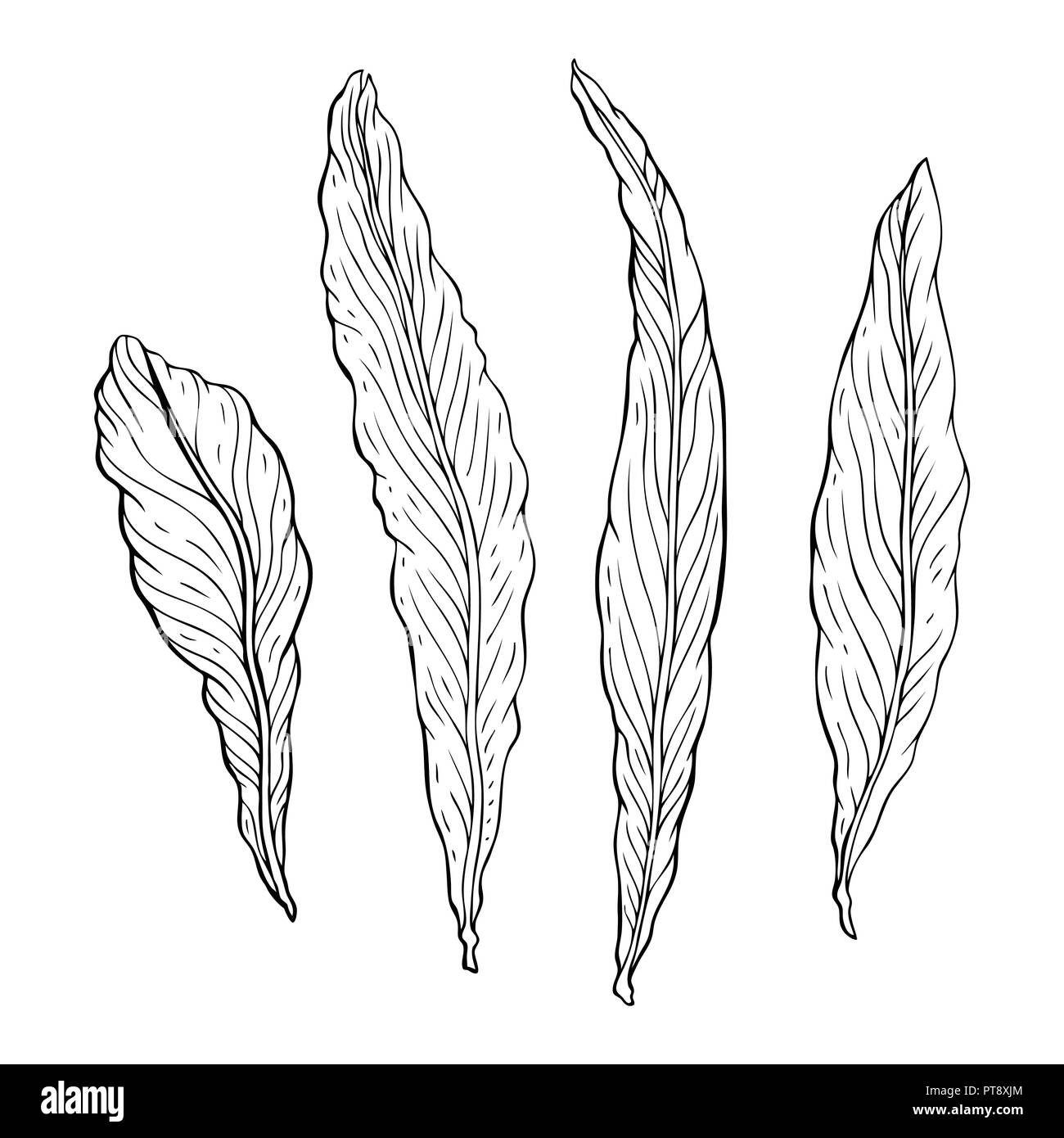 Types of leaf. Outline leaves of different types Stock Vector Image ...