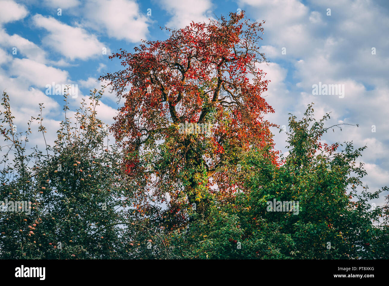 Colorful tree in the autumn (Winter is Coming Stock Photo - Alamy