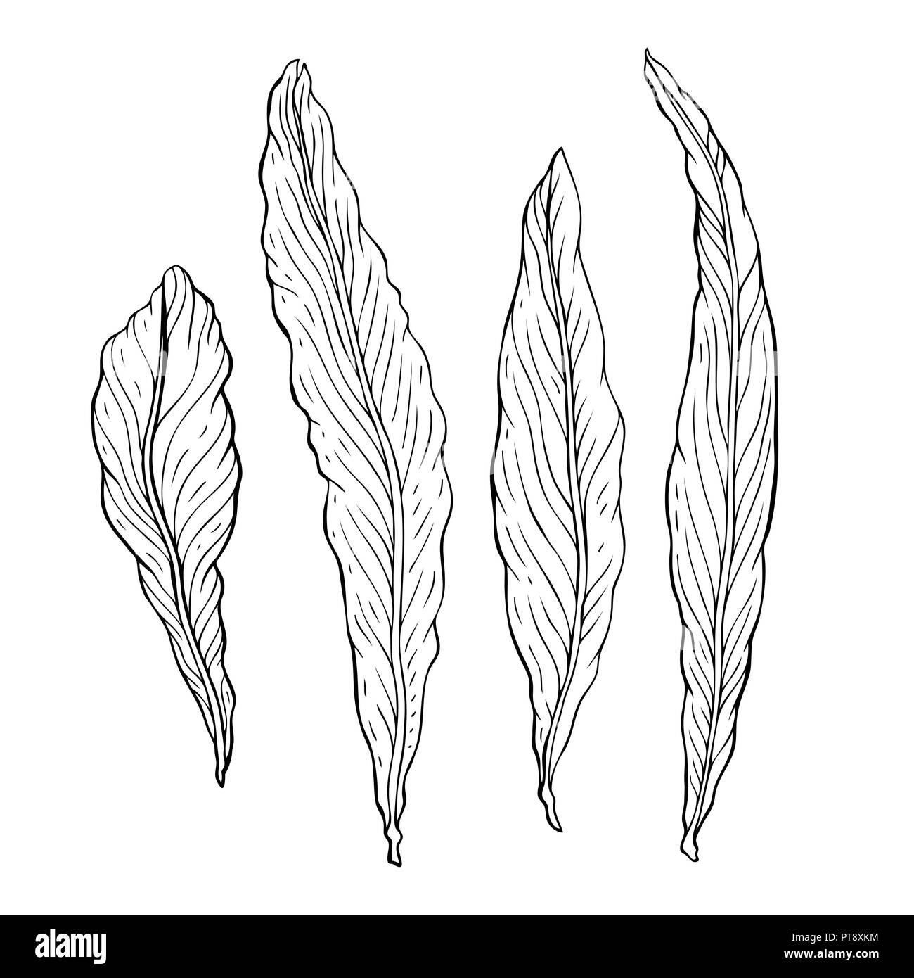 Different Types Of Leaves Sketch