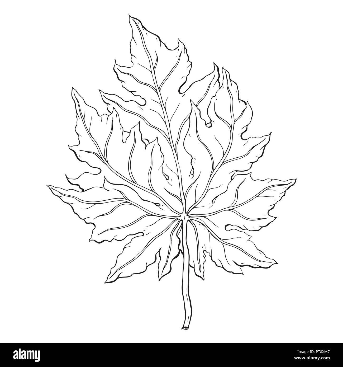leaves. Hand Drawn Vector illustration Stock Vector Image & Art - Alamy