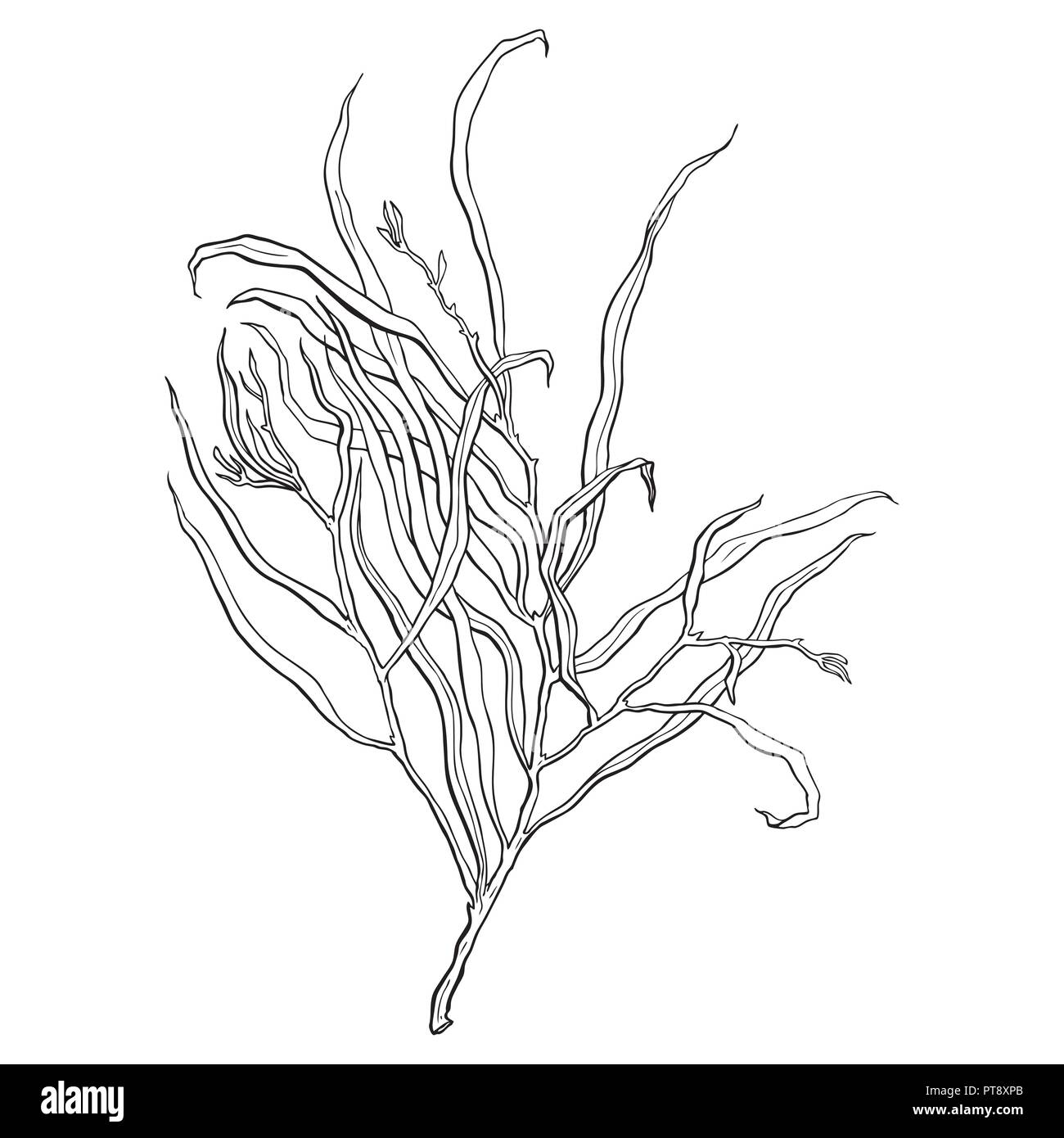 leaves. Hand Drawn Vector illustration Stock Vector Image & Art - Alamy