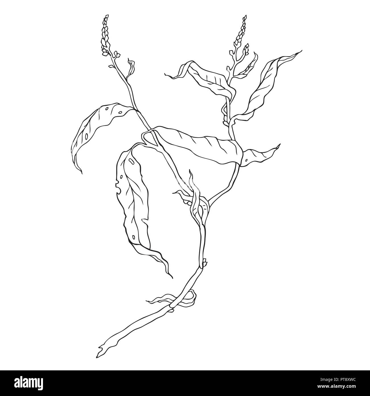 leaves. Hand Drawn Vector illustration Stock Vector Image & Art - Alamy