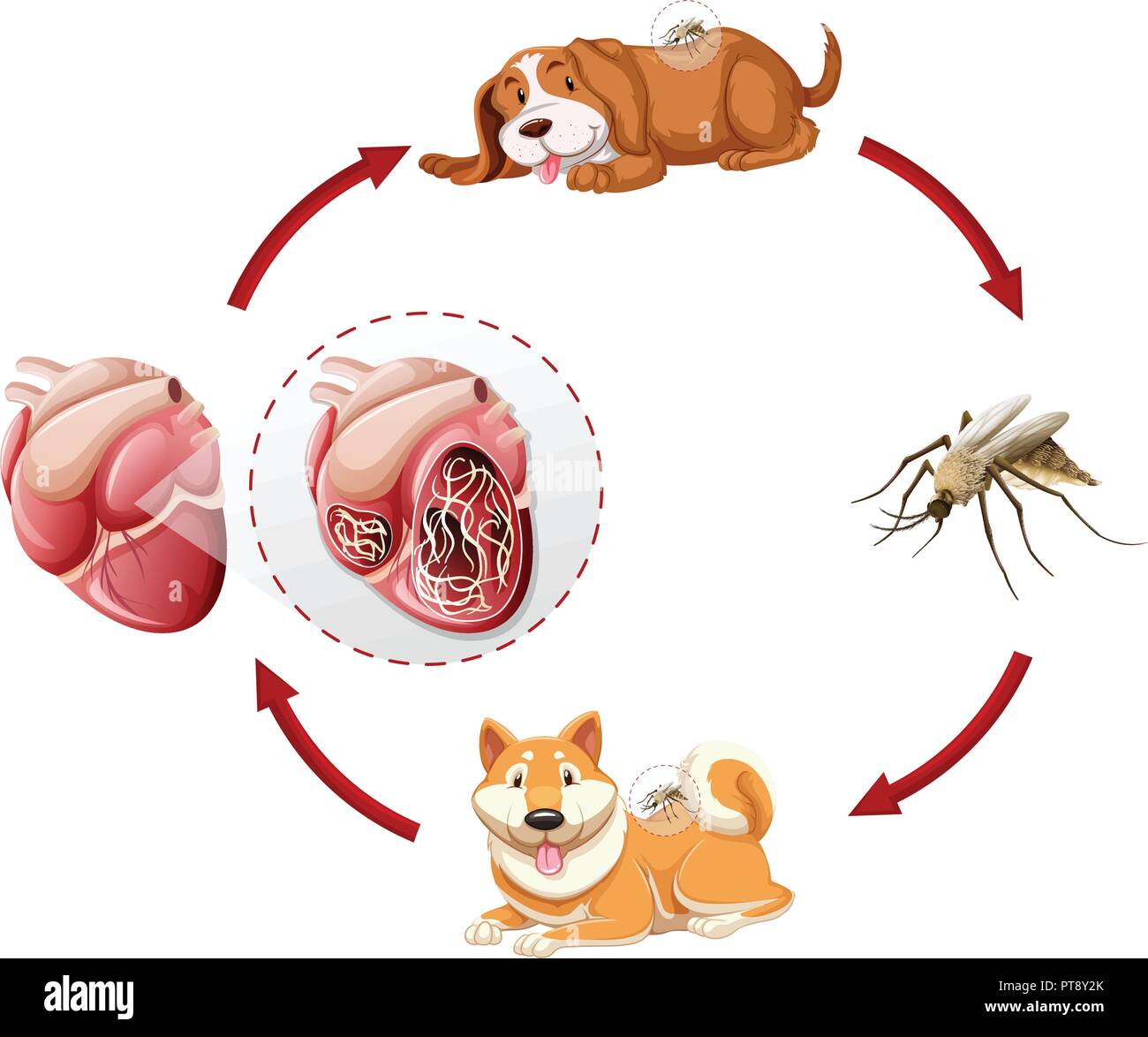 Heartworm Life Cycle