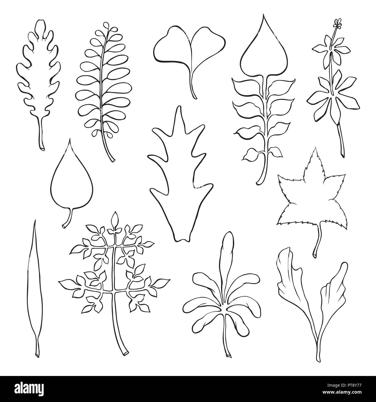 Types of leaf. Outline leaves of different types, isolated on white ...