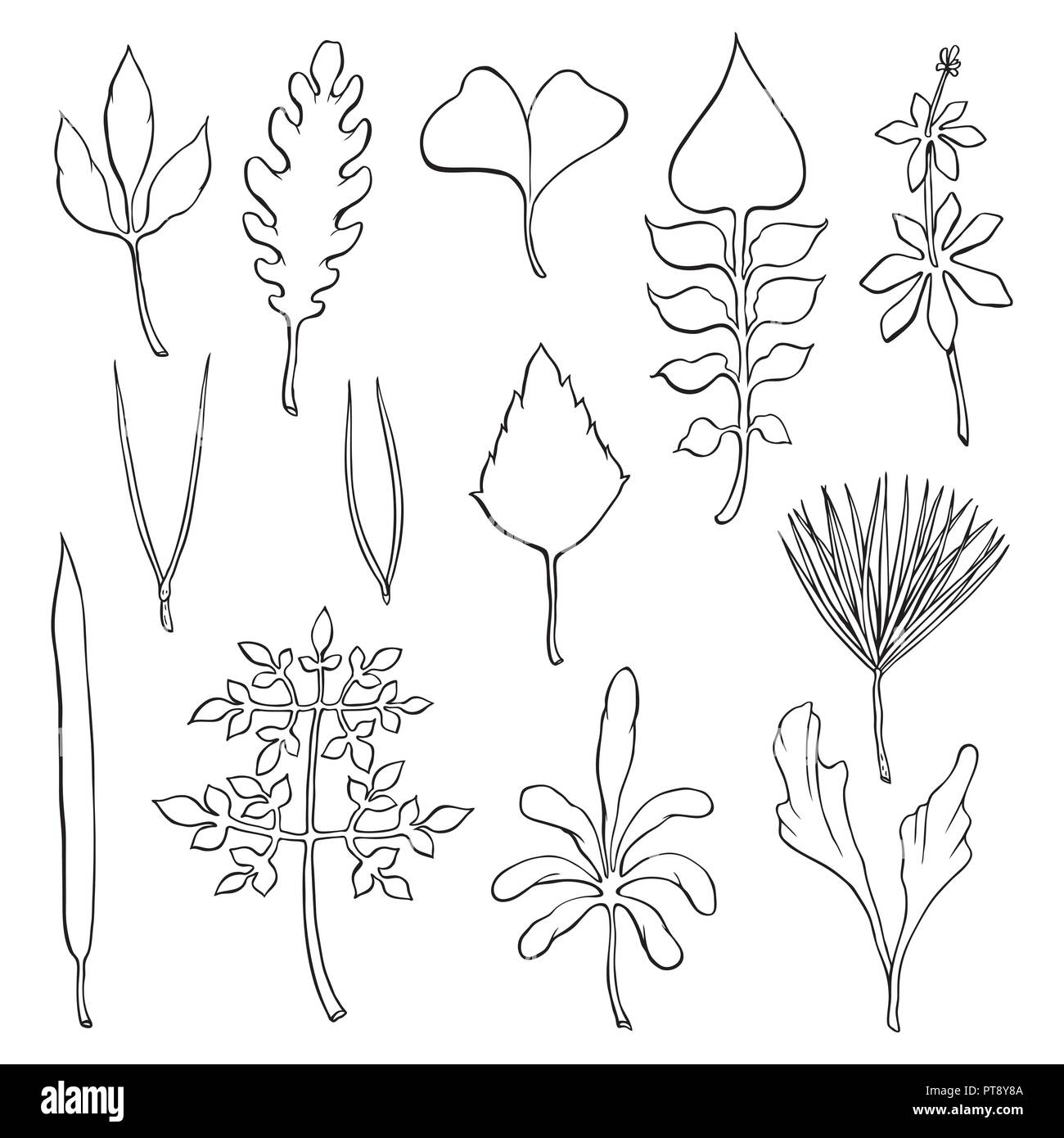 Types of leaf. Outline leaves of different types, isolated on white ...