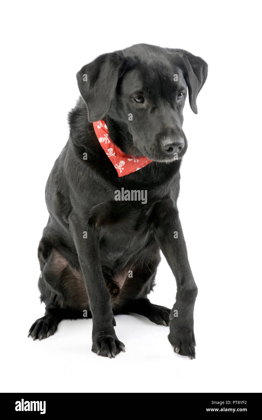 Dog skulls hi-res stock photography and images - Alamy