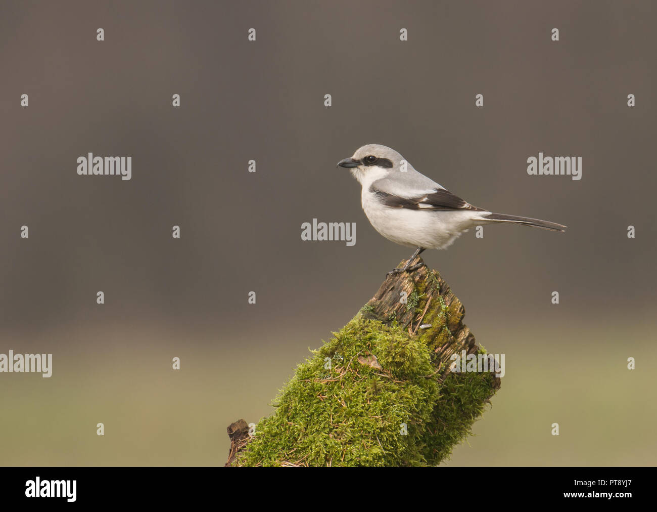 Northern Shrike, the Butcher Bird, Lanius excubitor, Great Grey, Gray ...