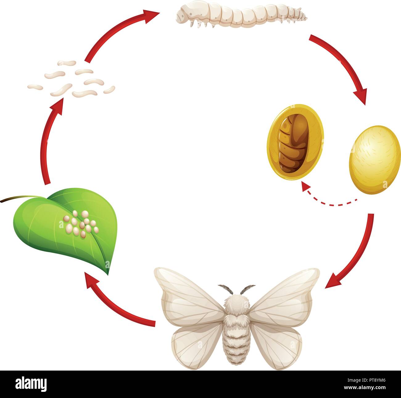 Life cycle of a silkworm illustration Stock Vector Image & Art - Alamy