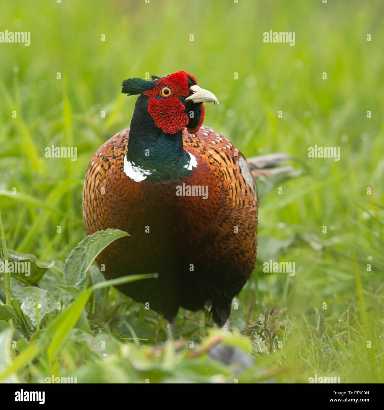 Ringneck Pheasant (Phasianus colchicus Stock Photo - Alamy