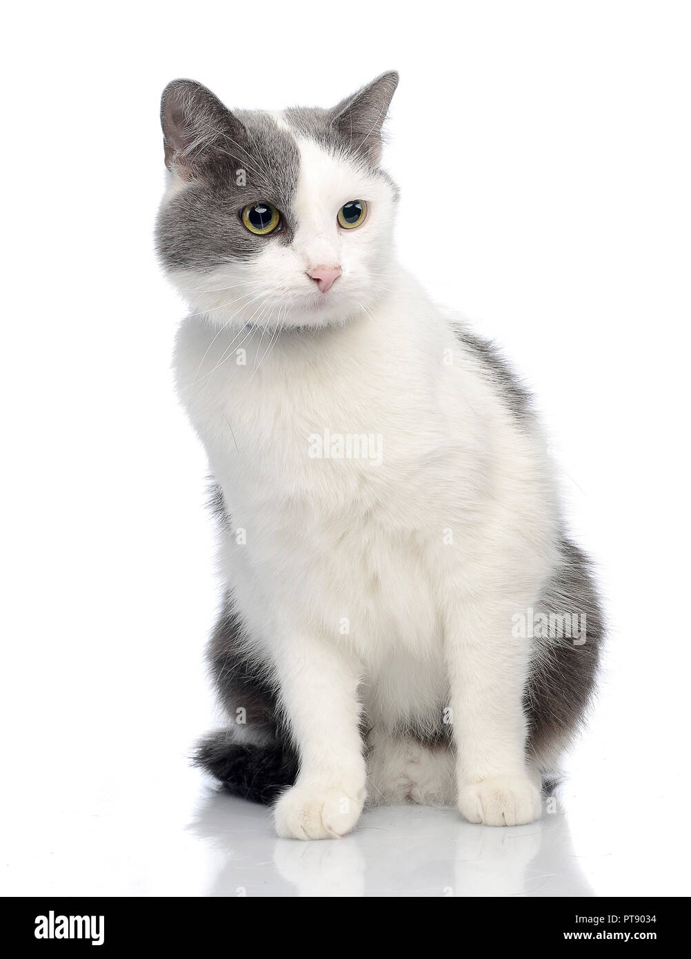 Studio shot of an adorable cat sitting on white background Stock Photo ...