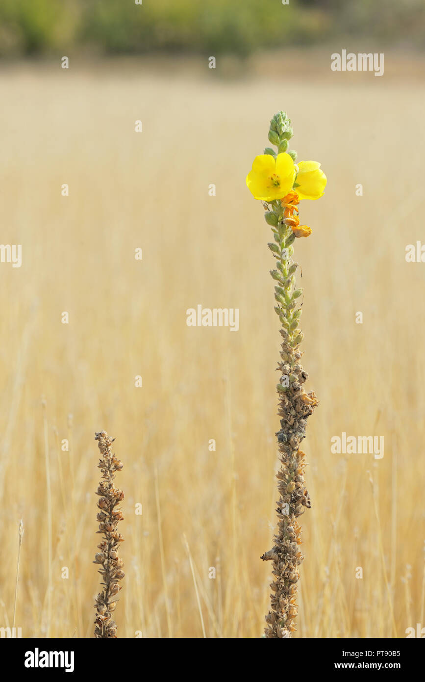 Common mullein (Verbascum thapsus) on field Stock Photo - Alamy