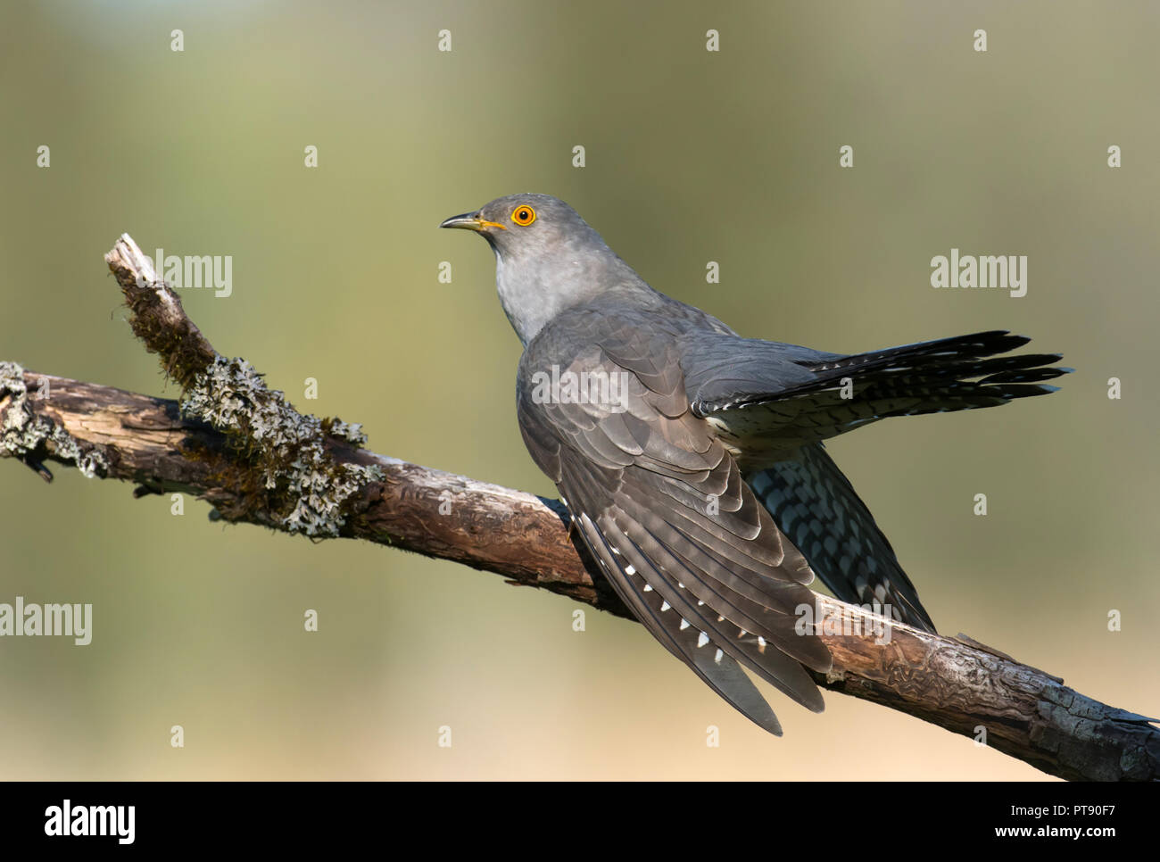 Common cuckoo (Cuculus canorus Stock Photo - Alamy