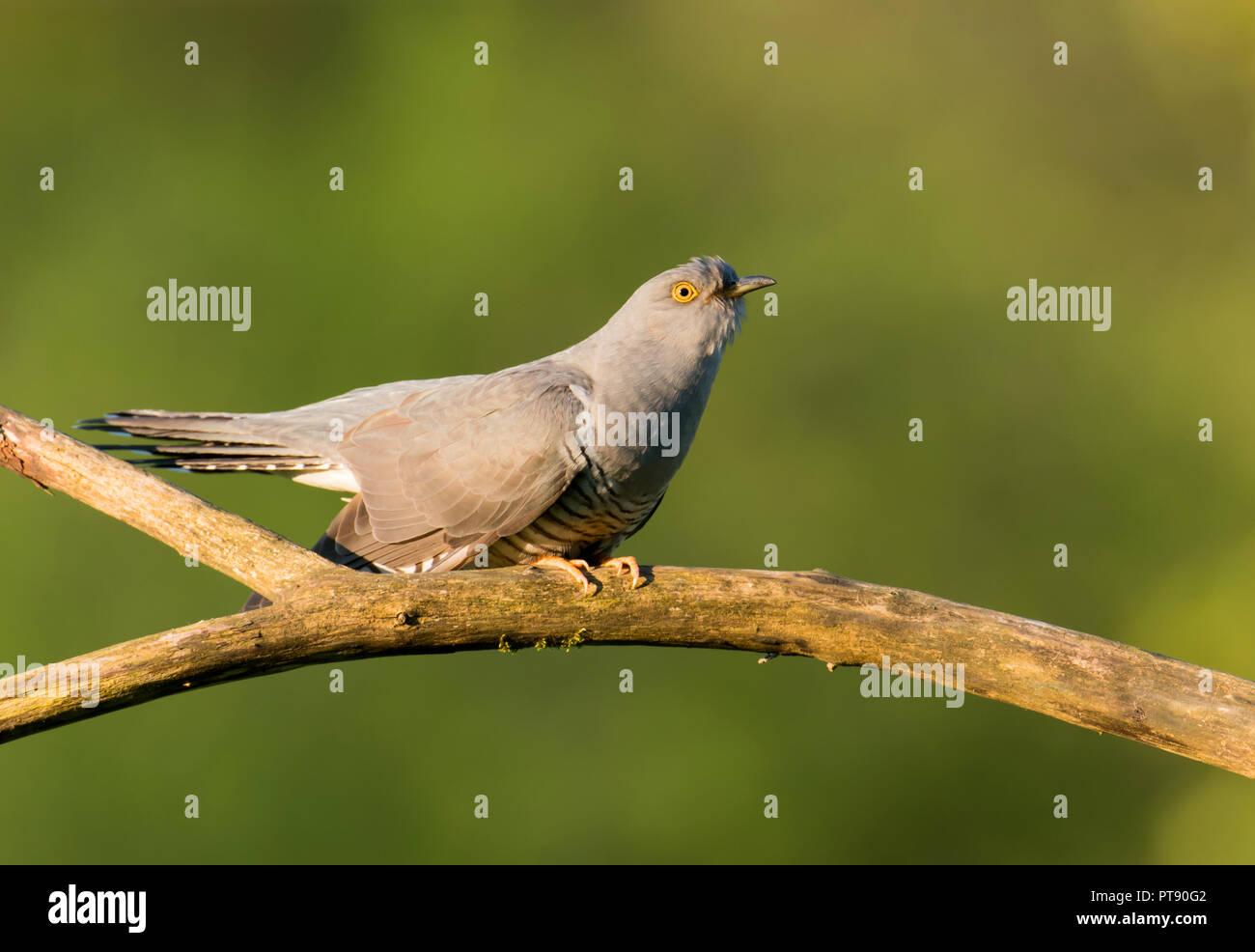 Common cuckoo (Cuculus canorus Stock Photo - Alamy
