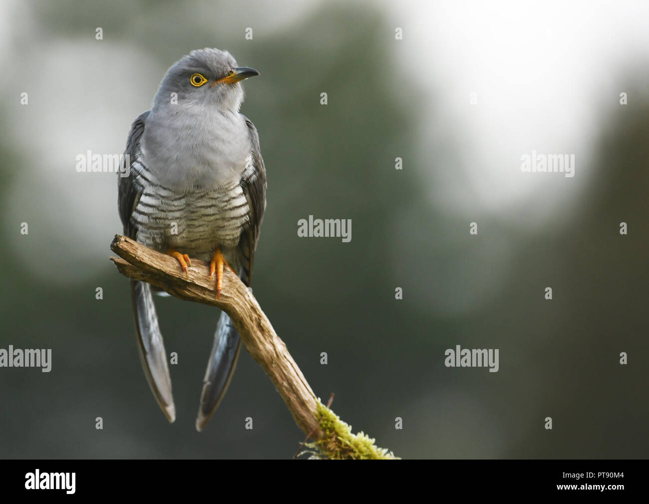 Common cuckoo (Cuculus canorus Stock Photo - Alamy