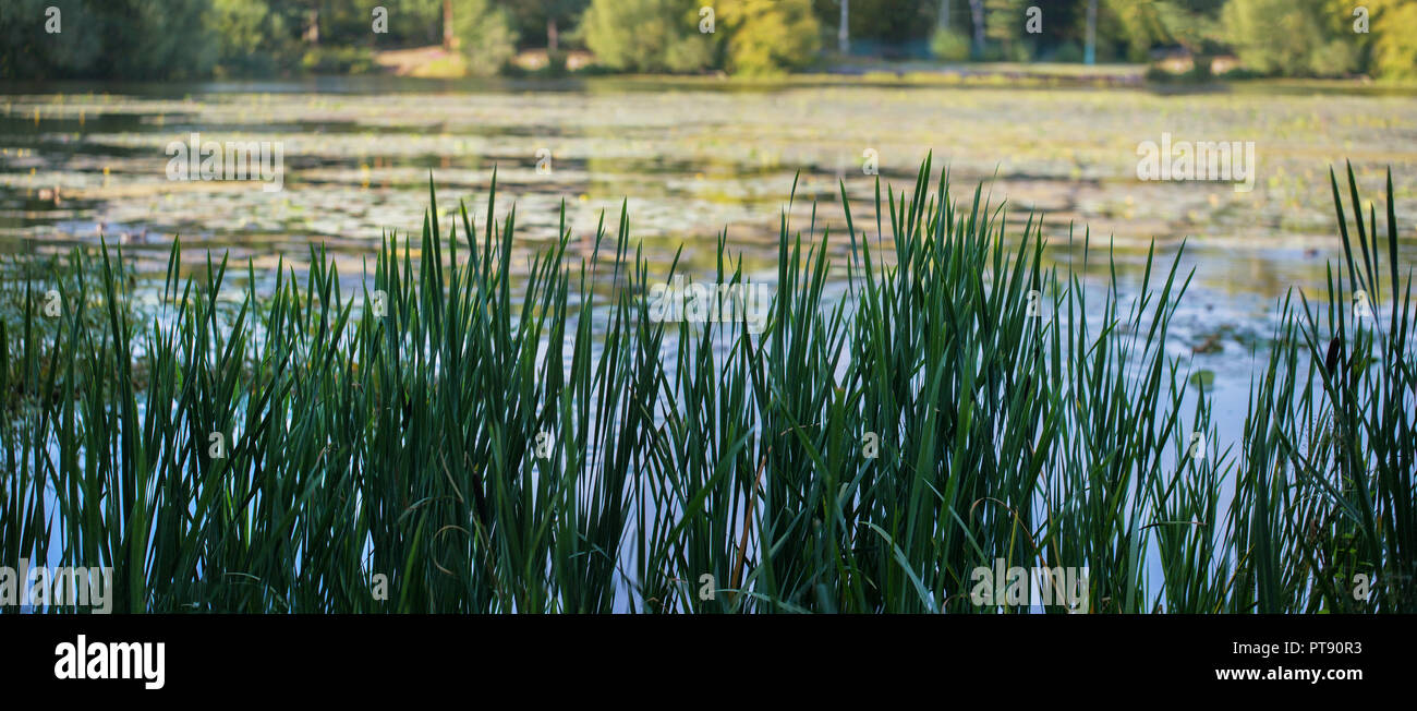 Phytoremediation hi-res stock photography and images - Alamy