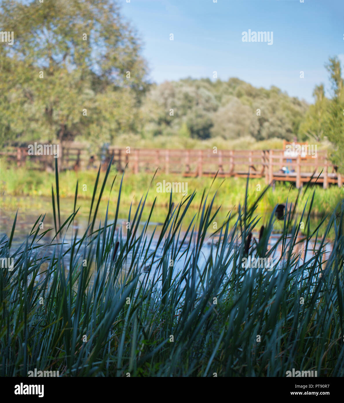 Phytoremediation hi-res stock photography and images - Alamy