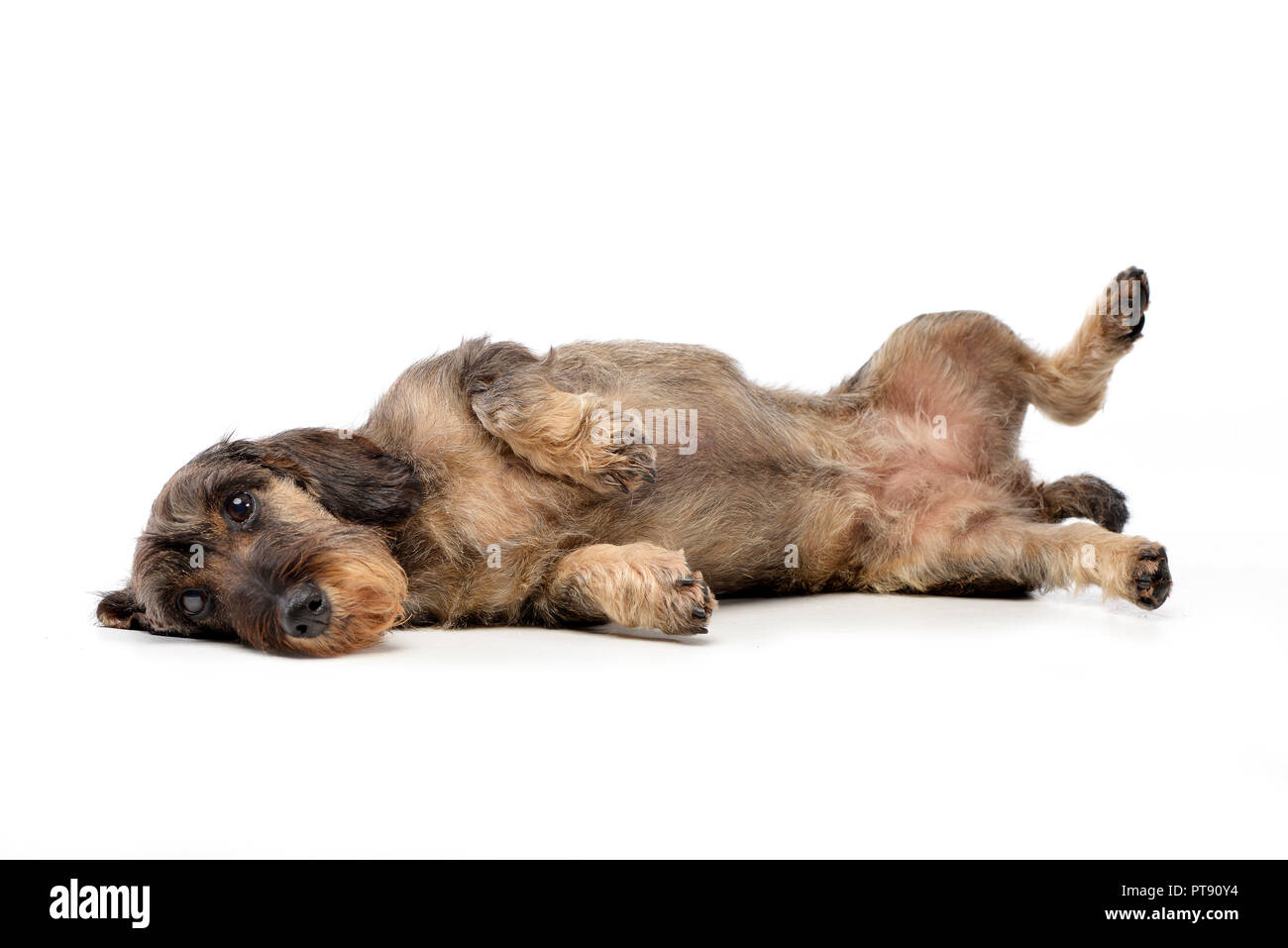 Dachshund side eye hi-res stock photography and images - Alamy