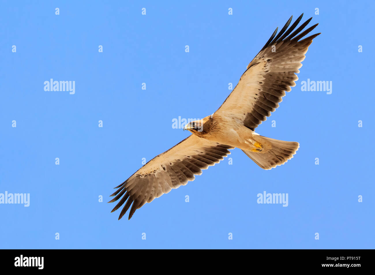 Booted eagle hieraaetus pennatus hi-res stock photography and images ...