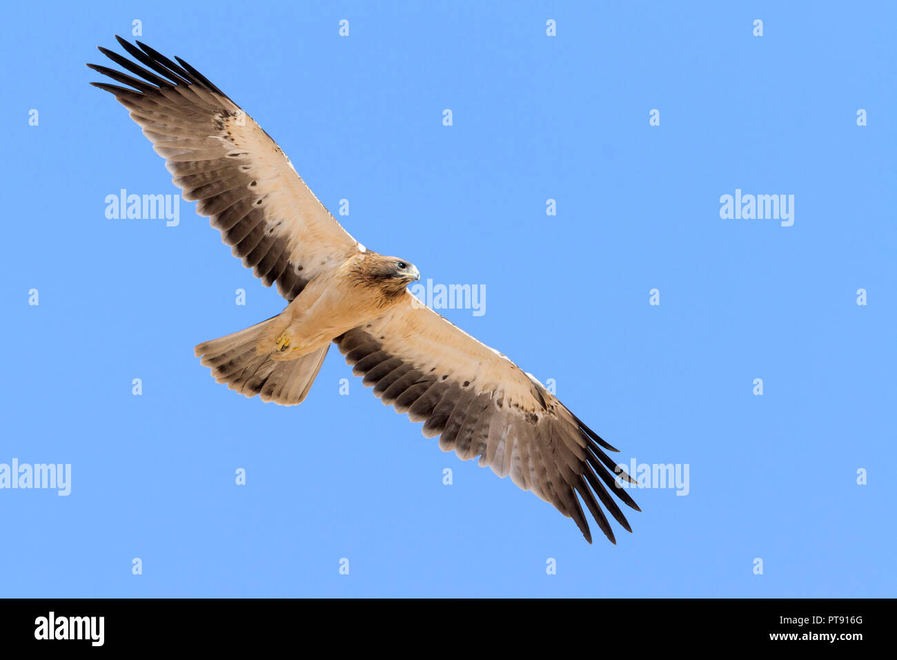 Booted Eagle (Hieraaetus pennatus), light morph juvenile in flight seen ...