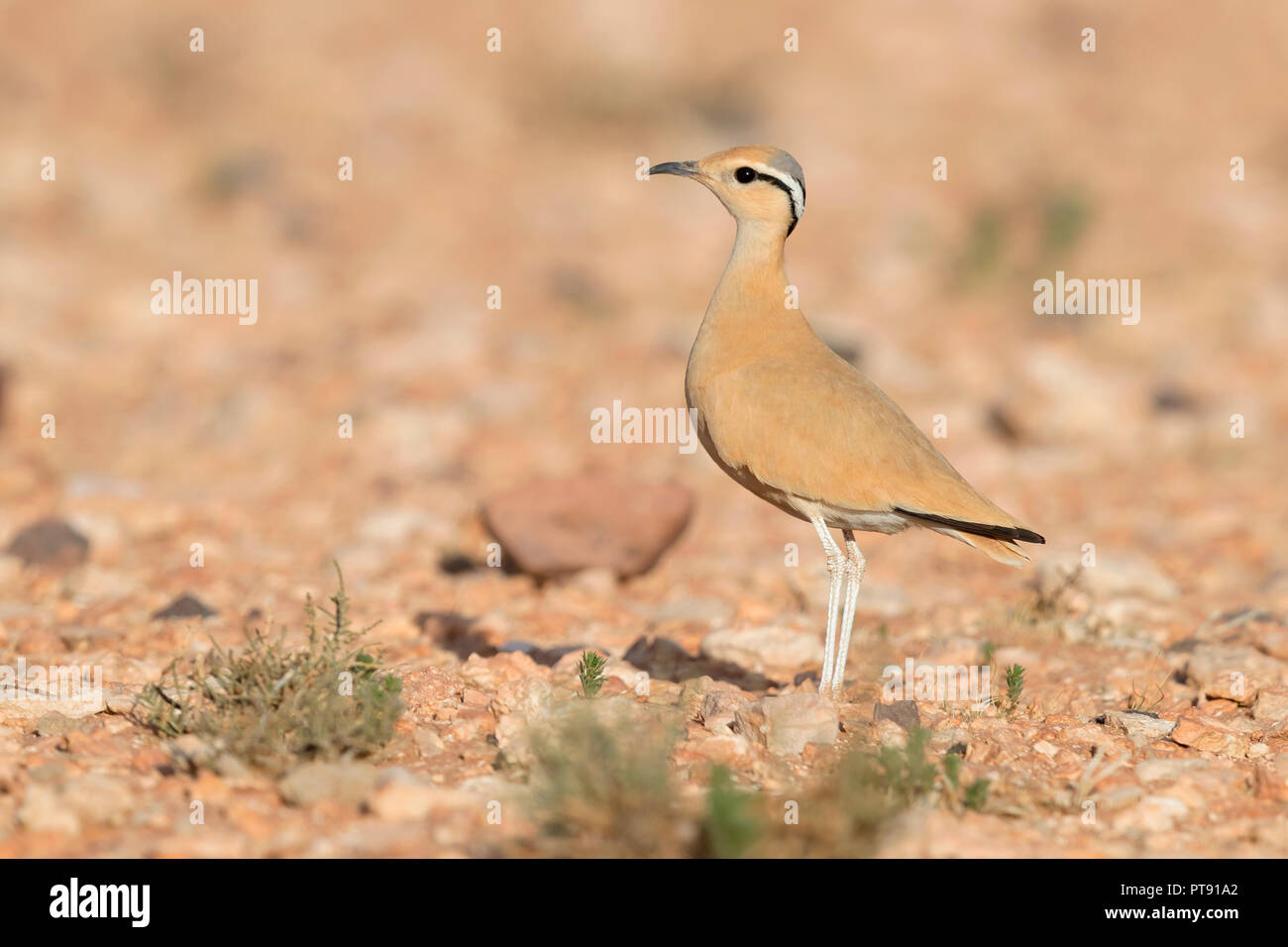 Cream-colored Courser (Cursorius cursor), side view of an adult ...