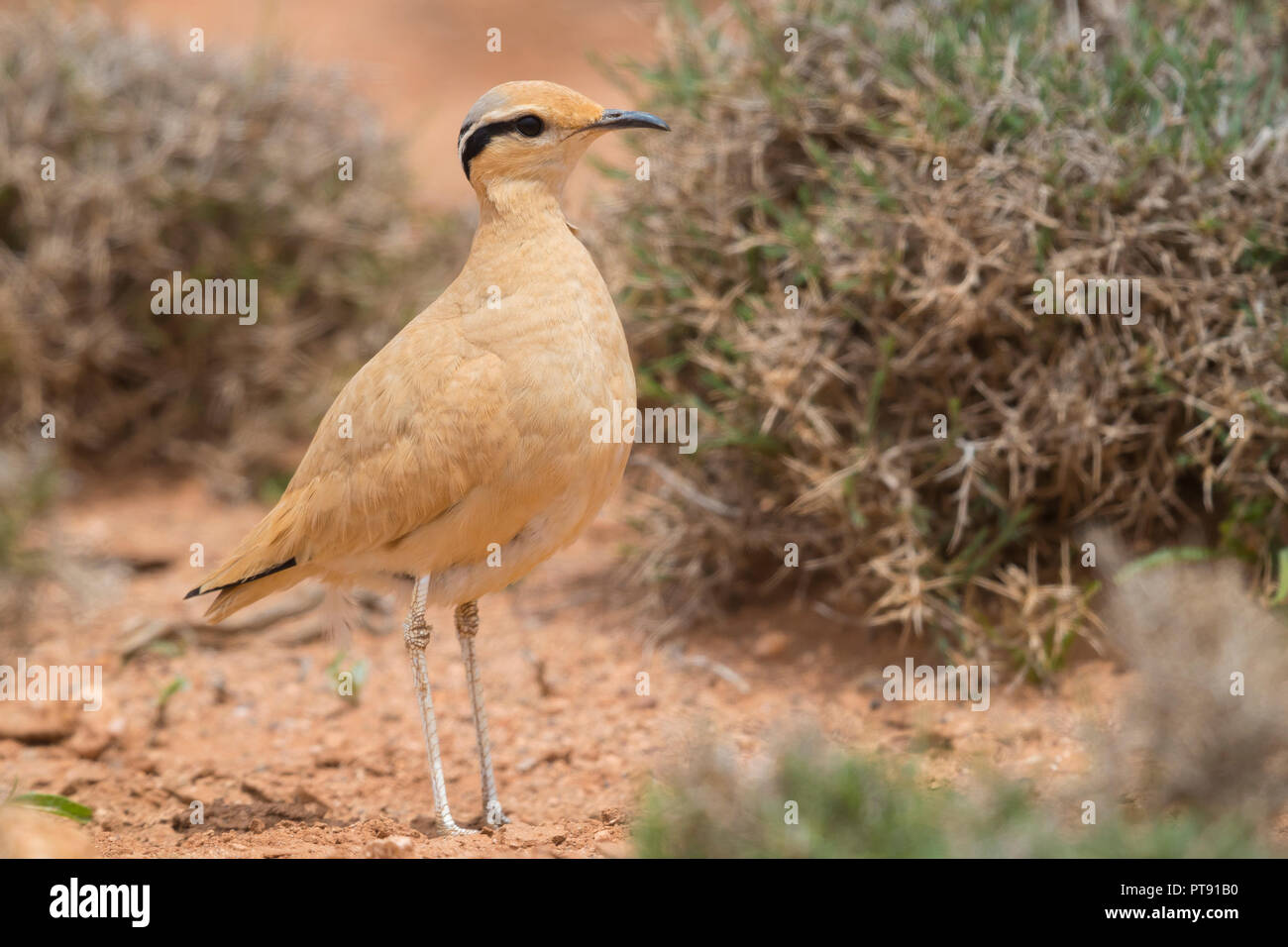 Cream-colored Courser (Cursorius cursor), side view of an adult ...