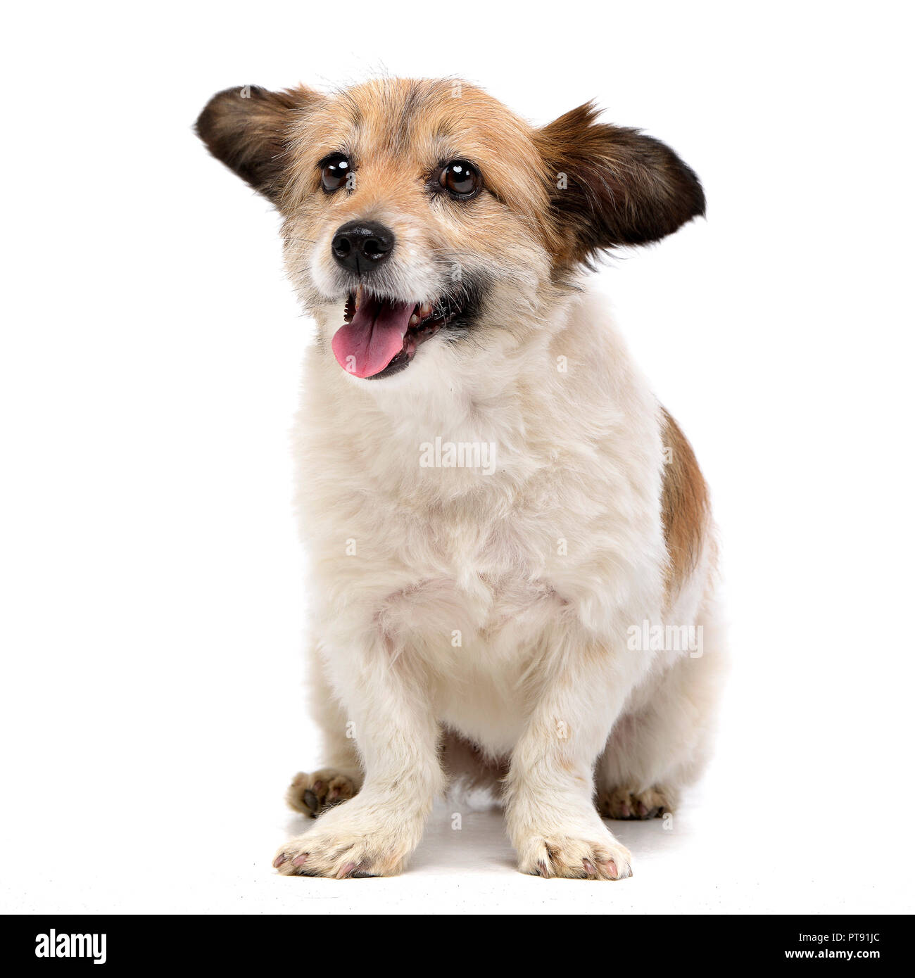 Studio shot of an adorable mixed breed dog on white background Stock ...