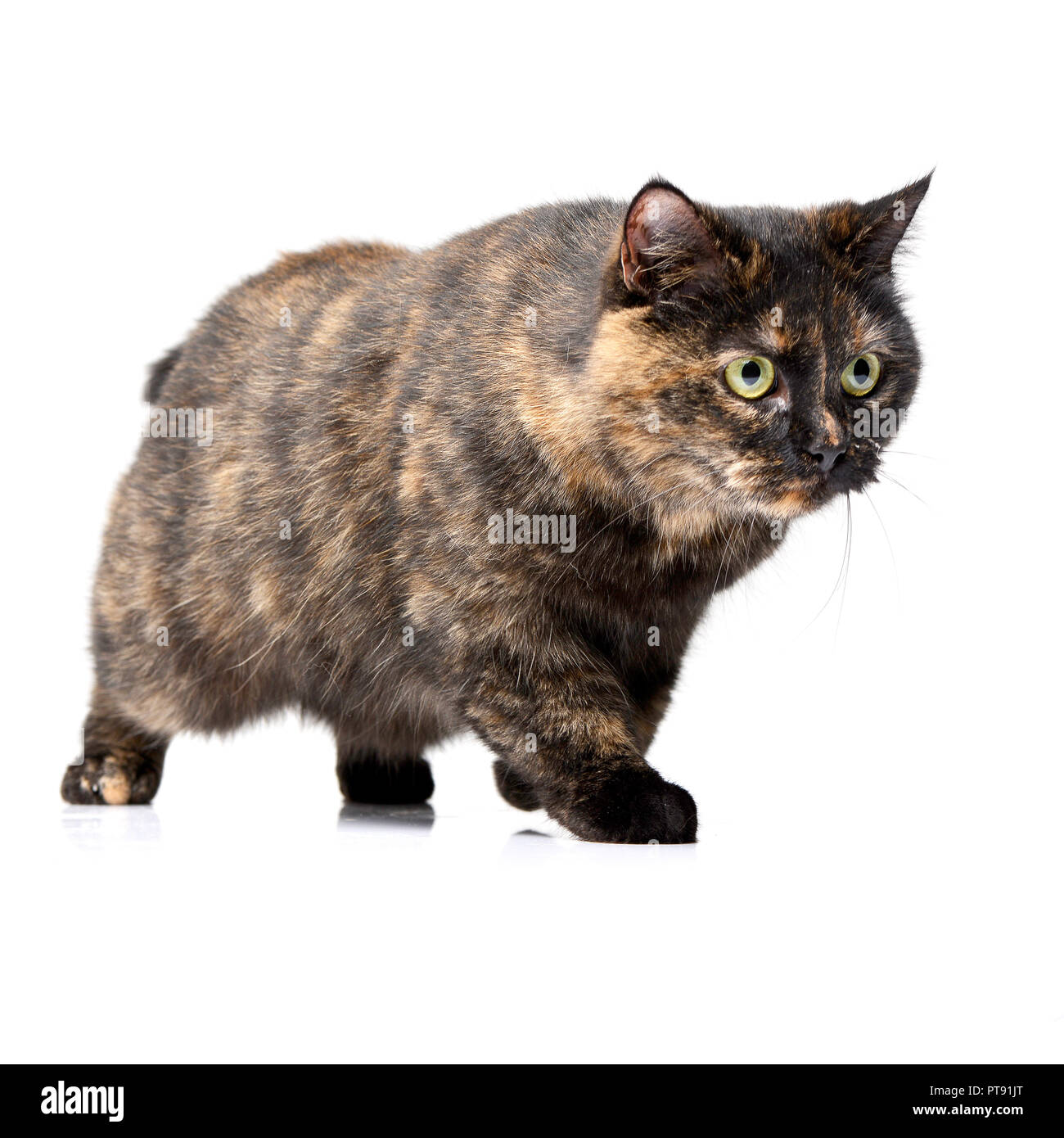 Studio shot of an adorable cat standing on white background Stock Photo ...