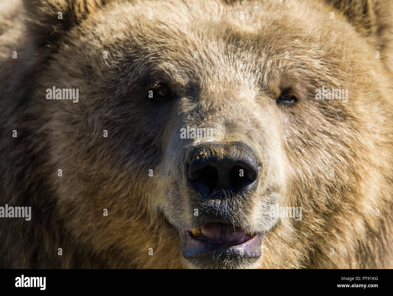 Close up of a bear Stock Photo - Alamy